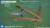 Tiger Musky: How to Identify — Koaw Nature