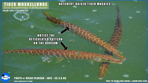Tiger Musky: How to Identify — Koaw Nature
