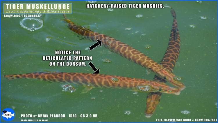 Tiger Musky: How to Identify — Koaw Nature