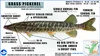 GrassPickerel — Koaw Nature
