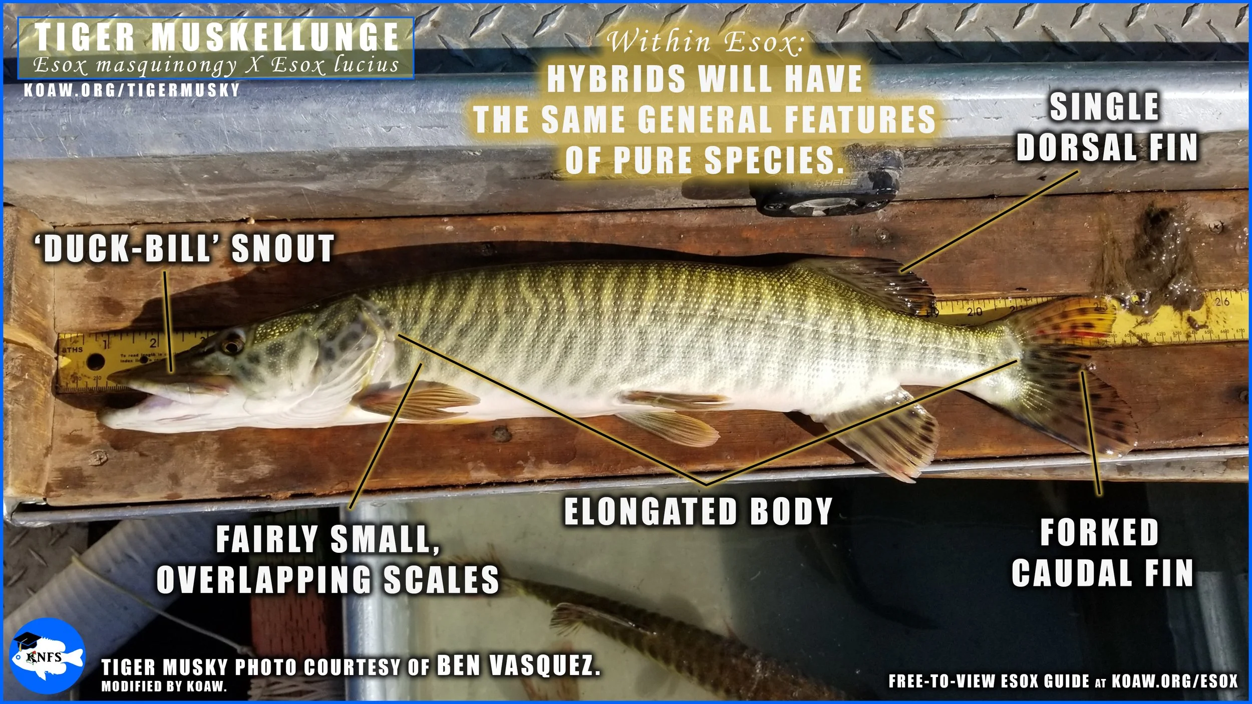 Tiger Musky: How to Identify — Koaw Nature