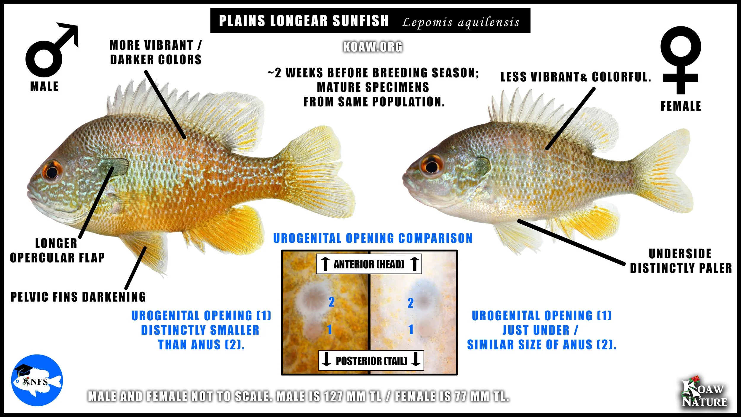 Plains Longear Sunfish (Lepomis aquilensis) — Koaw Nature