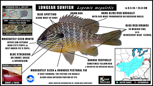 Longear Sunfish (Lepomis megalotis) — Koaw Nature