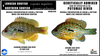 Longear Sunfish (Lepomis megalotis) — Koaw Nature