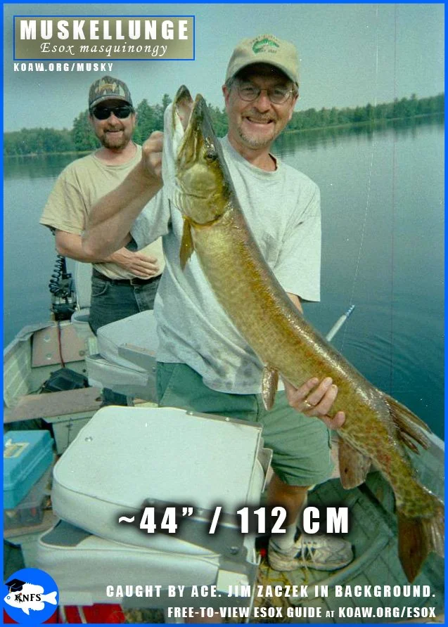 Muskellunge: How to Identify — Koaw Nature