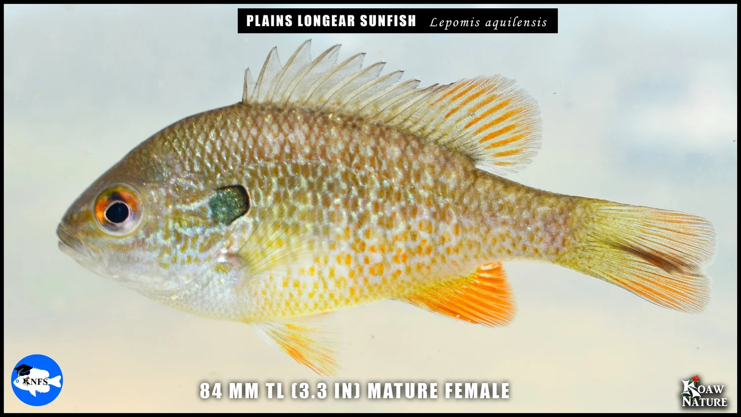 Plains Longear Sunfish (Lepomis aquilensis) — Koaw Nature