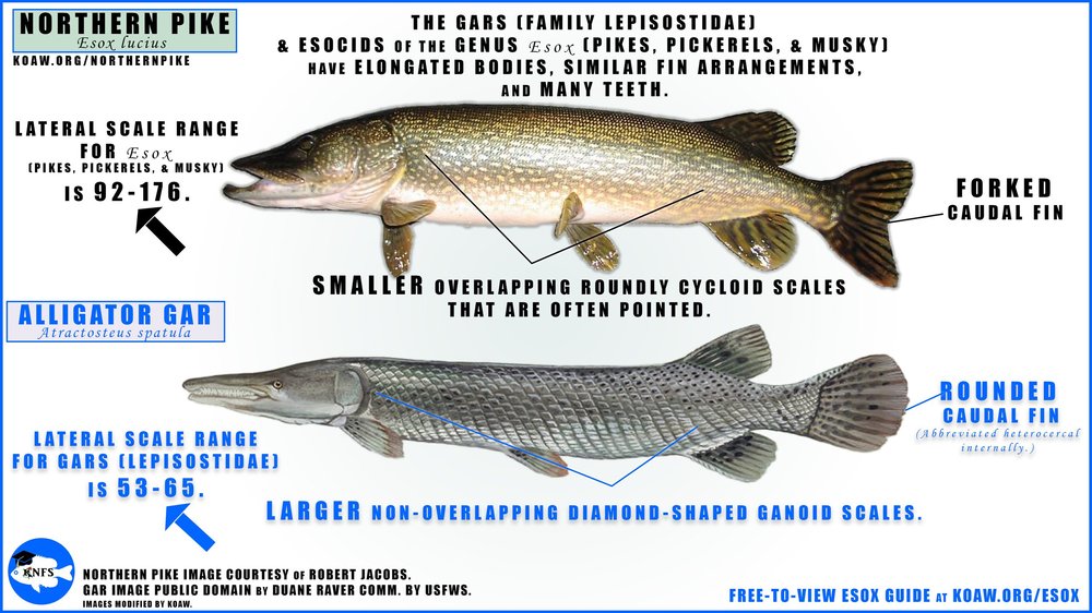 Northern Pike (Esox lucius) - How to identify — Koaw Nature