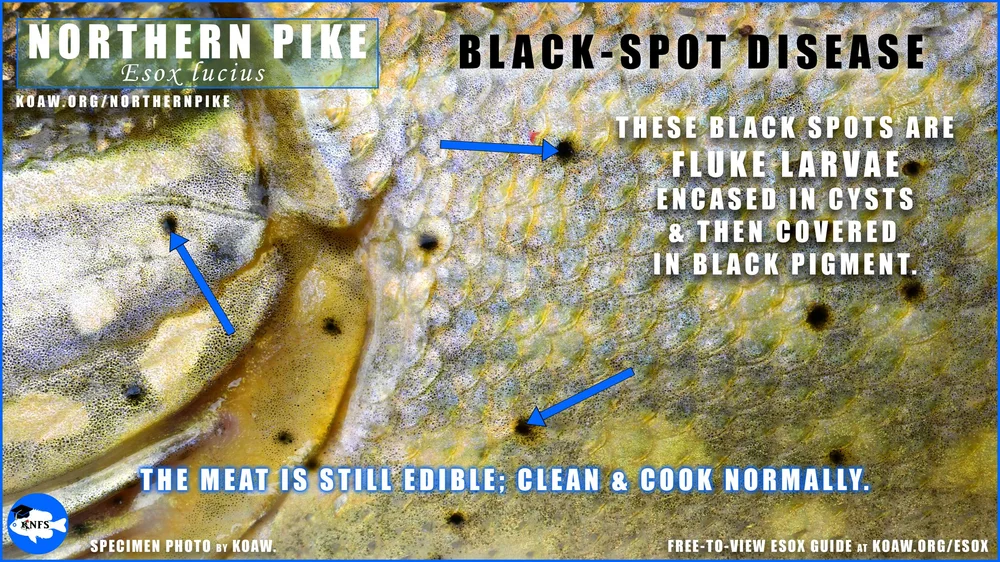 Northern Pike (Esox lucius) - How to identify — Koaw Nature