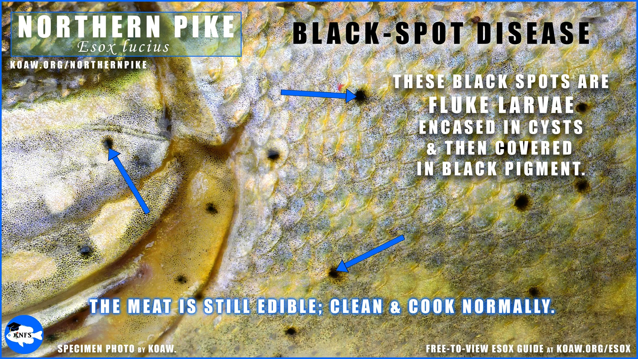 Northern Pike (Esox lucius) - How to identify — Koaw Nature