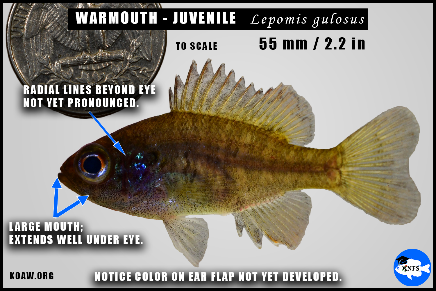 Warmouth (Lepomis gulosus) — Koaw Nature