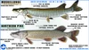Muskellunge: How to Identify — Koaw Nature