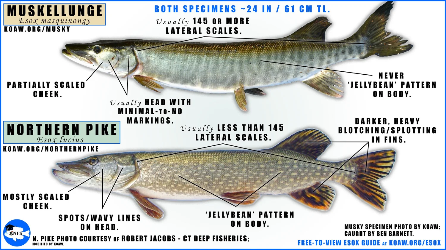 Northern Pike (Esox lucius) - How to identify — Koaw Nature