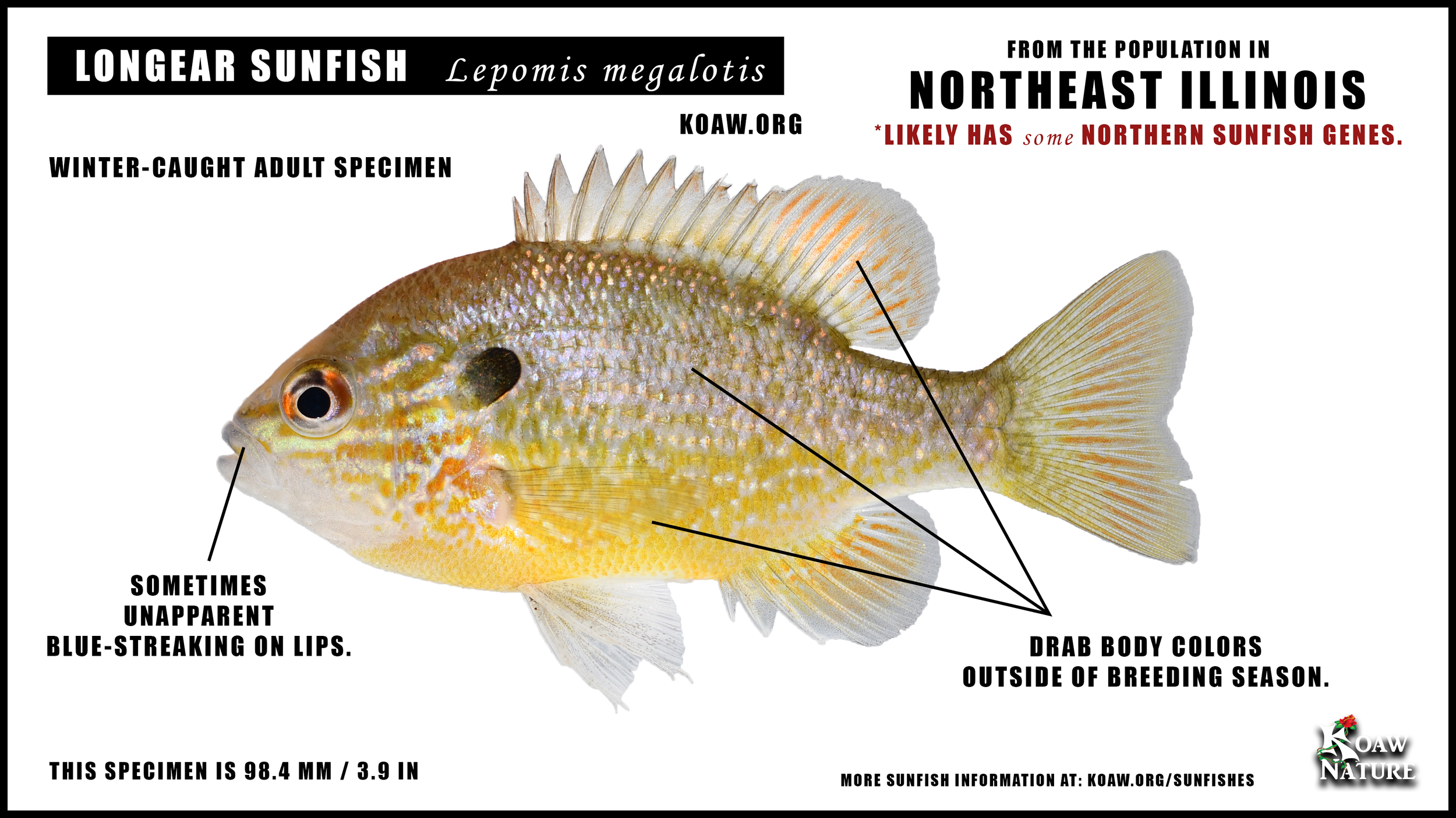 Longear Sunfish (Lepomis megalotis) — Koaw Nature