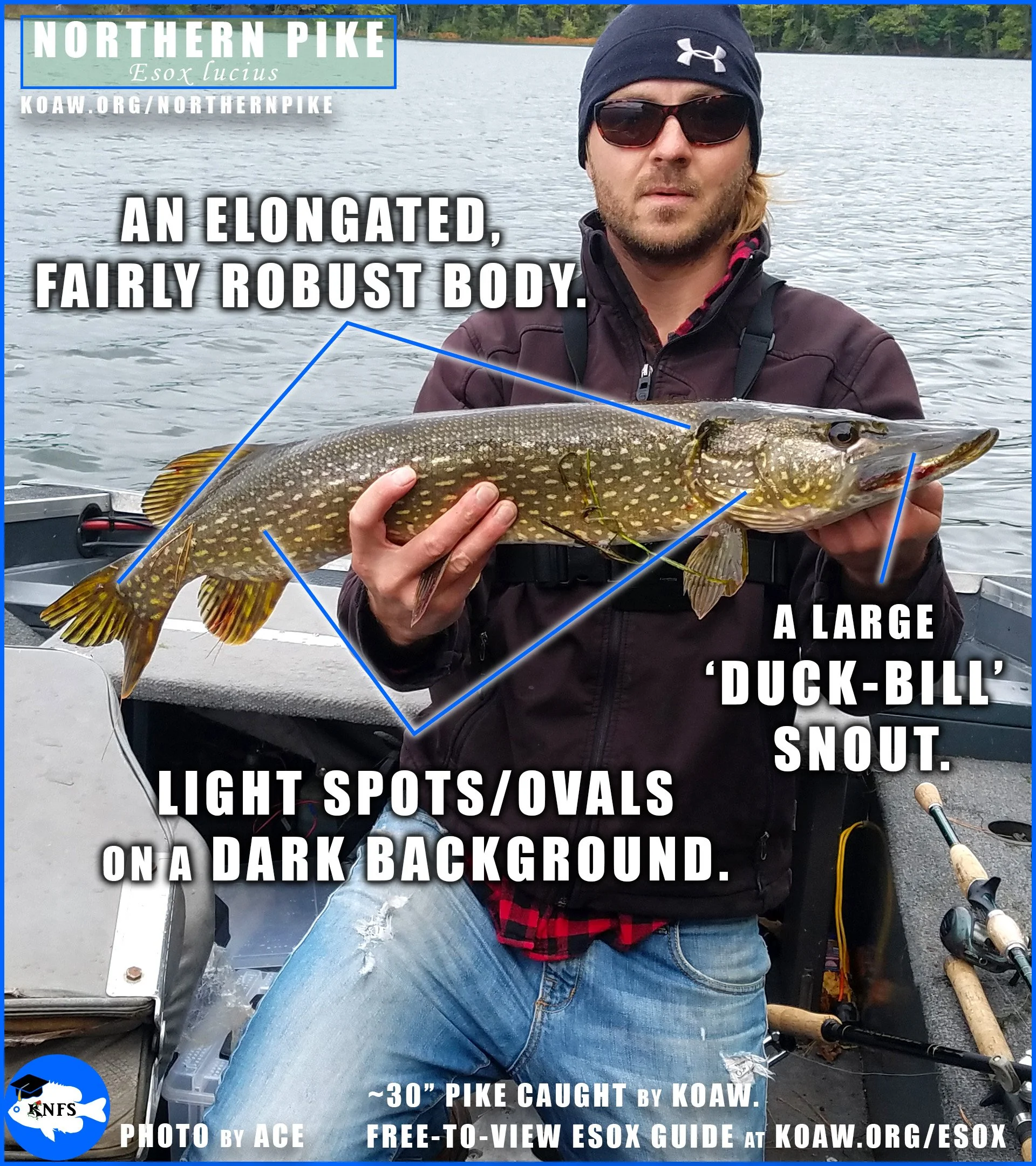 Northern Pike (Esox lucius) - How to identify — Koaw Nature