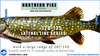 Northern Pike (Esox lucius) - How to identify — Koaw Nature