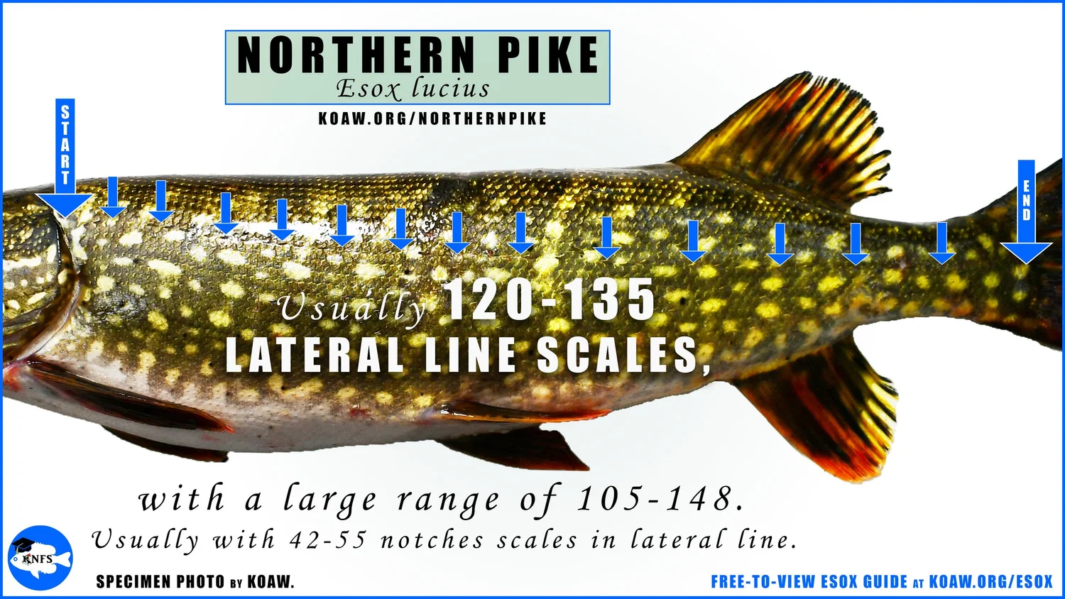 Northern Pike (Esox lucius) - How to identify — Koaw Nature