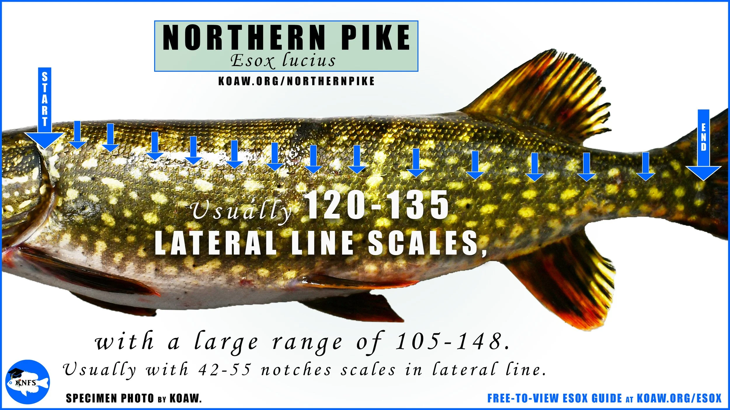 Northern Pike (Esox lucius) - How to identify — Koaw Nature