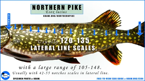 Northern Pike (Esox lucius) - How to identify — Koaw Nature