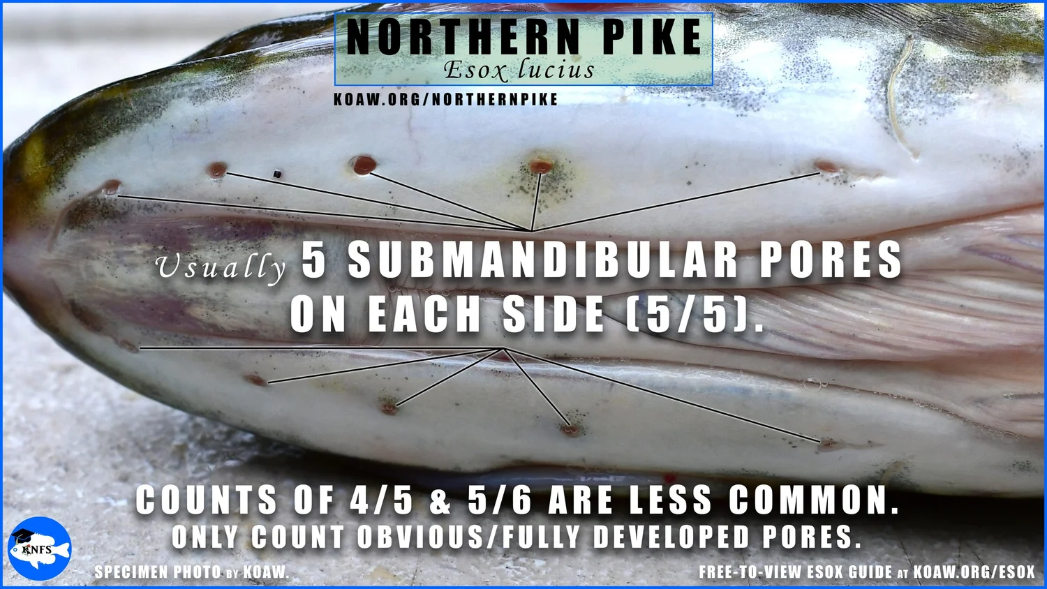Northern Pike (Esox lucius) - How to identify — Koaw Nature