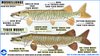 Tiger Musky: How to Identify — Koaw Nature