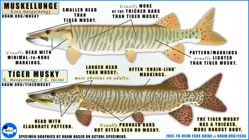 Tiger Musky: How to Identify — Koaw Nature