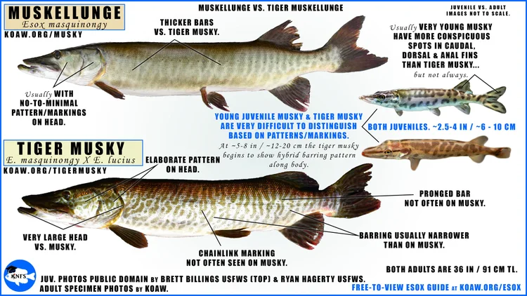 Muskellunge: How to Identify — Koaw Nature