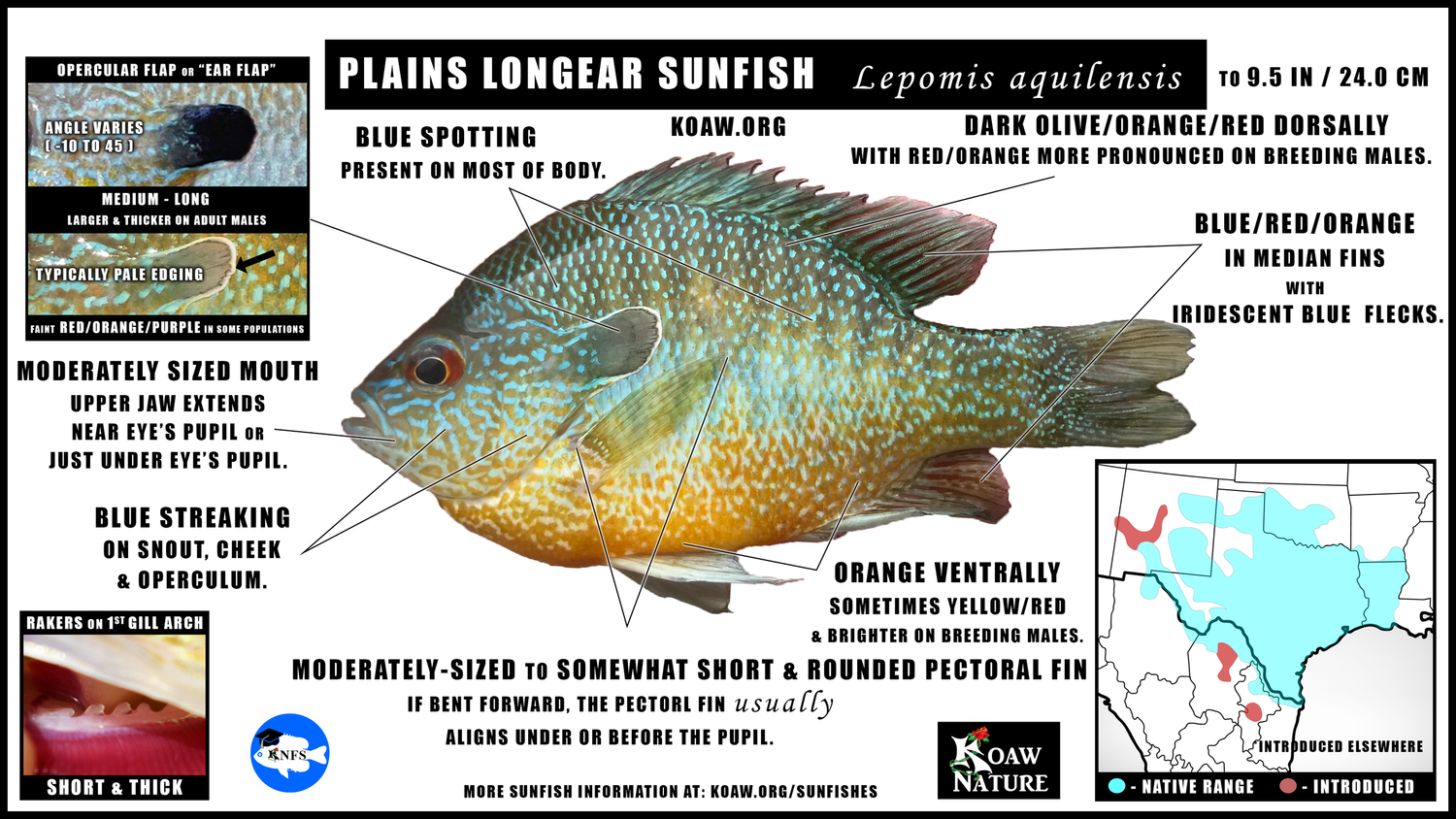 Plains Longear Sunfish (Lepomis aquilensis) — Koaw Nature