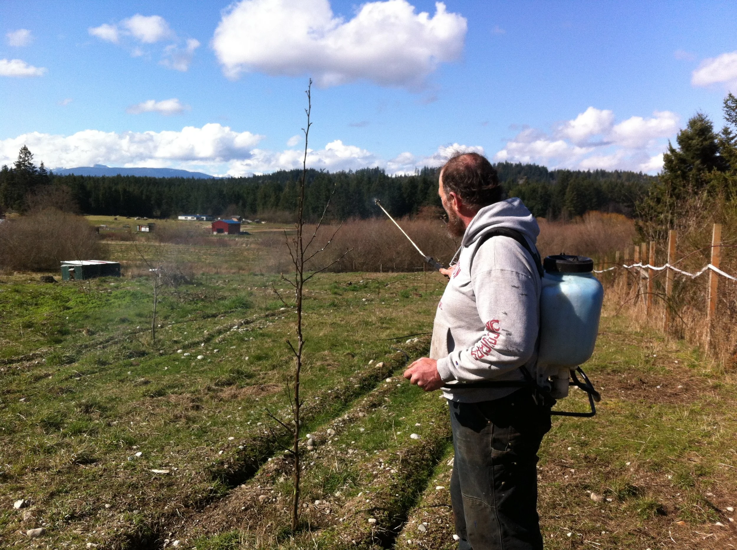 Fruit & Berries — SpringRain Farm