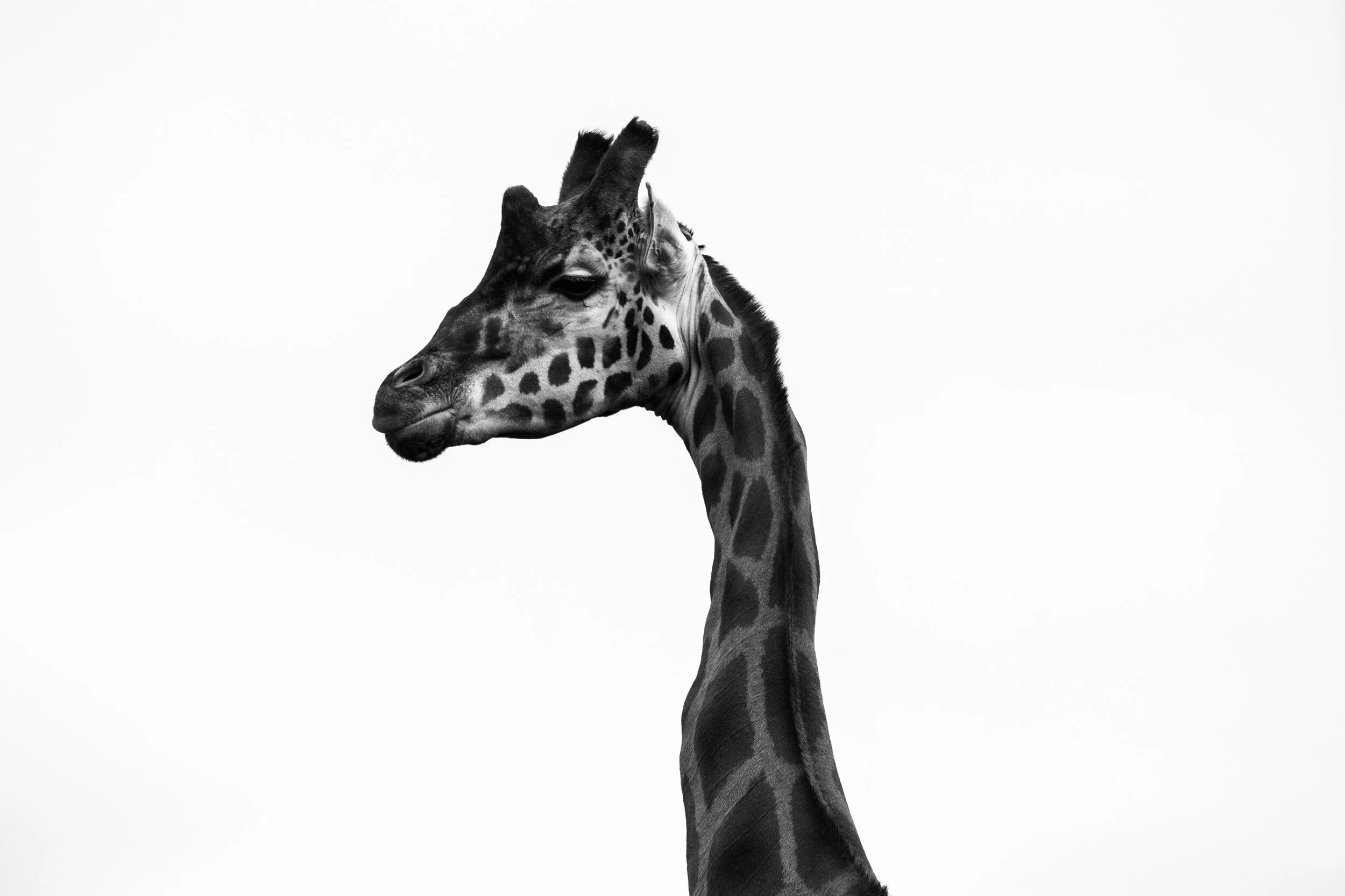 Evan Hancock - Artist • Photographer • Creative Director