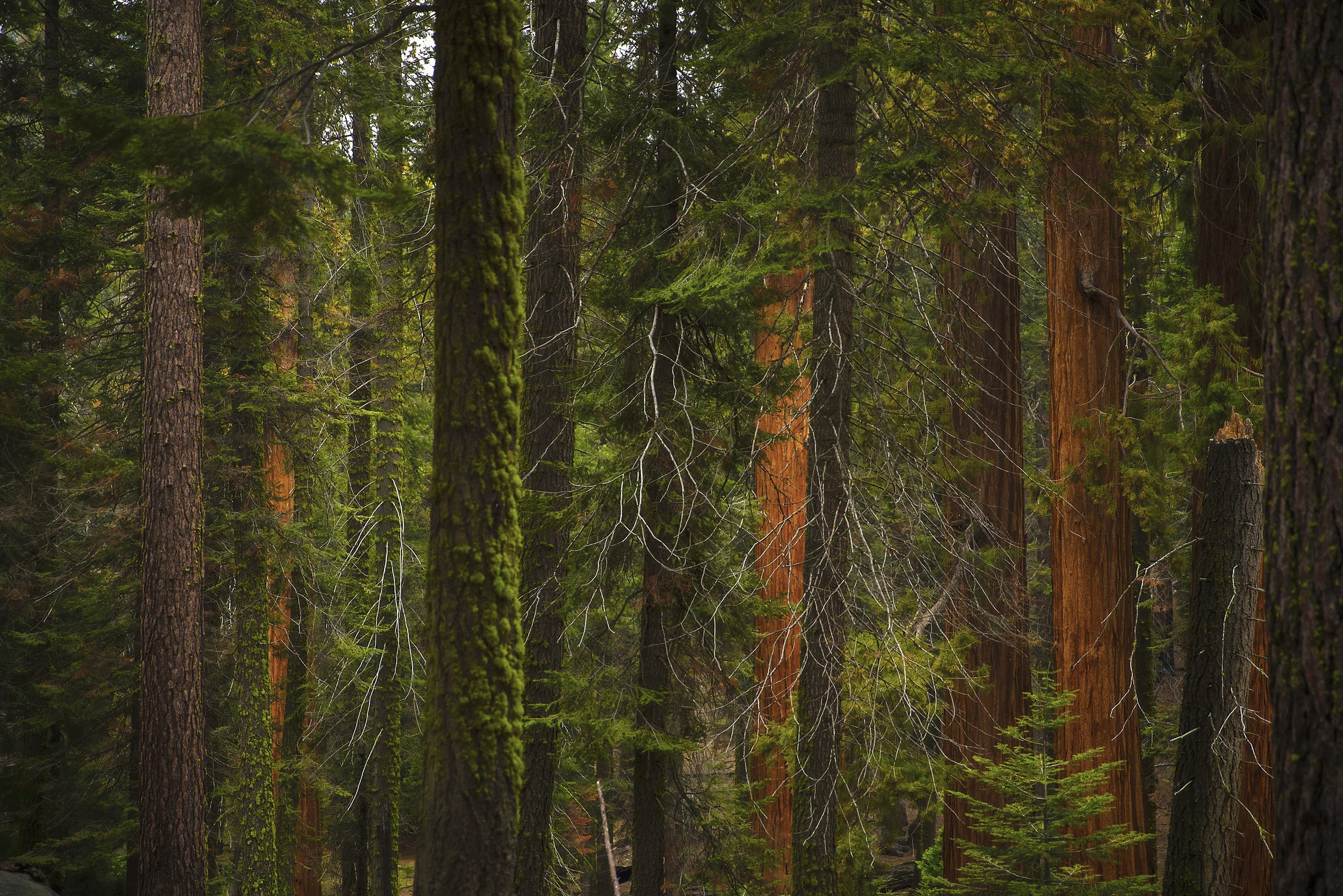 Sequoia — Simon Needham