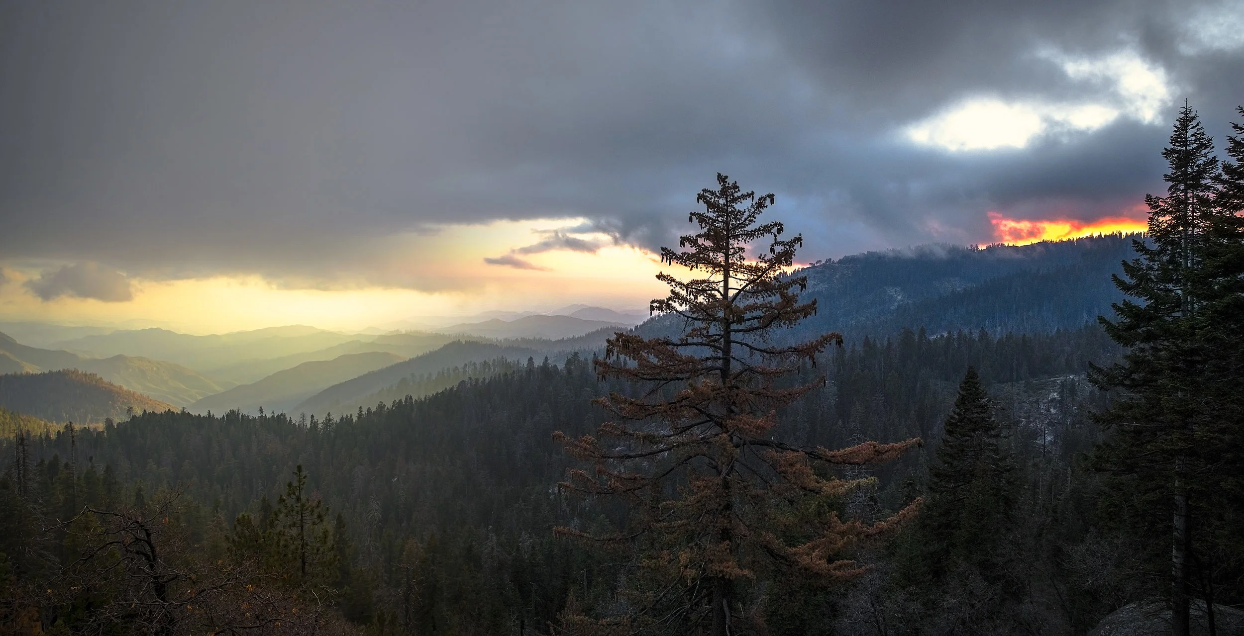 Sequoia — Simon Needham