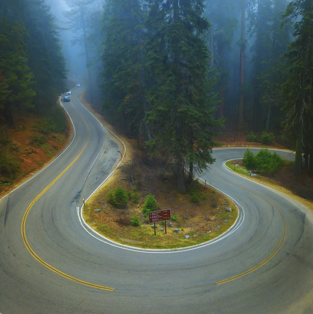 Sequoia — Simon Needham