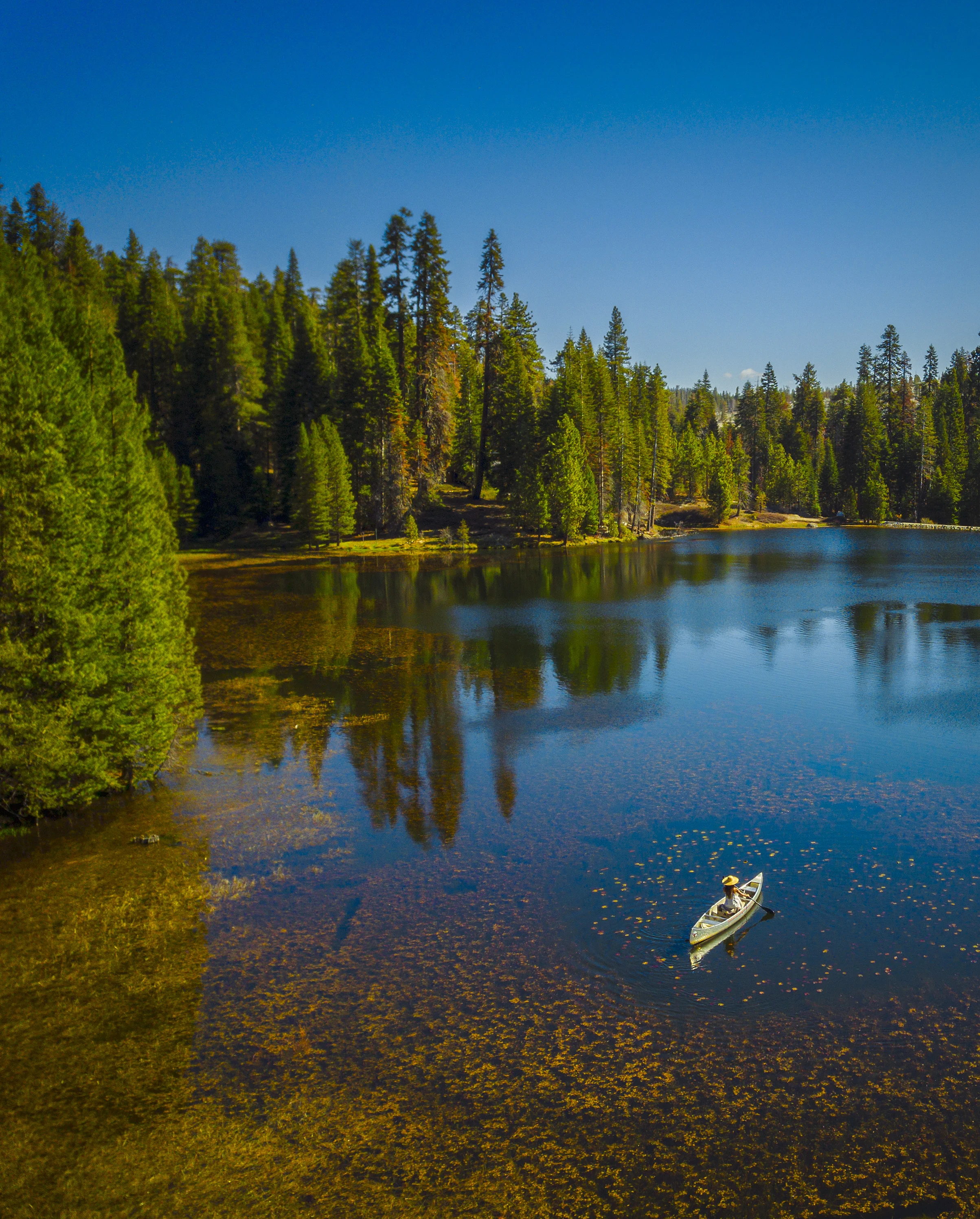 Sequoia — Simon Needham