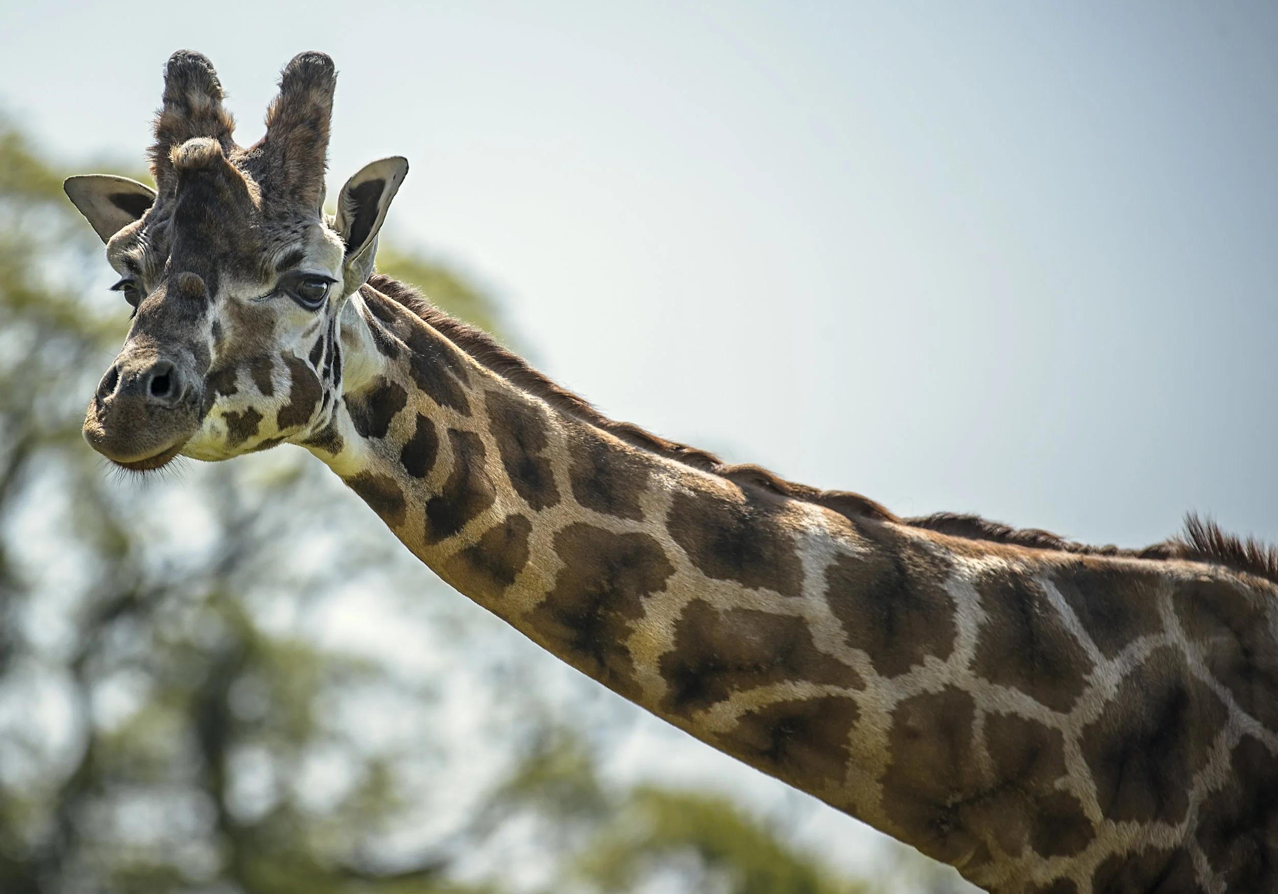 Endangered Species Photographer — Simon Needham