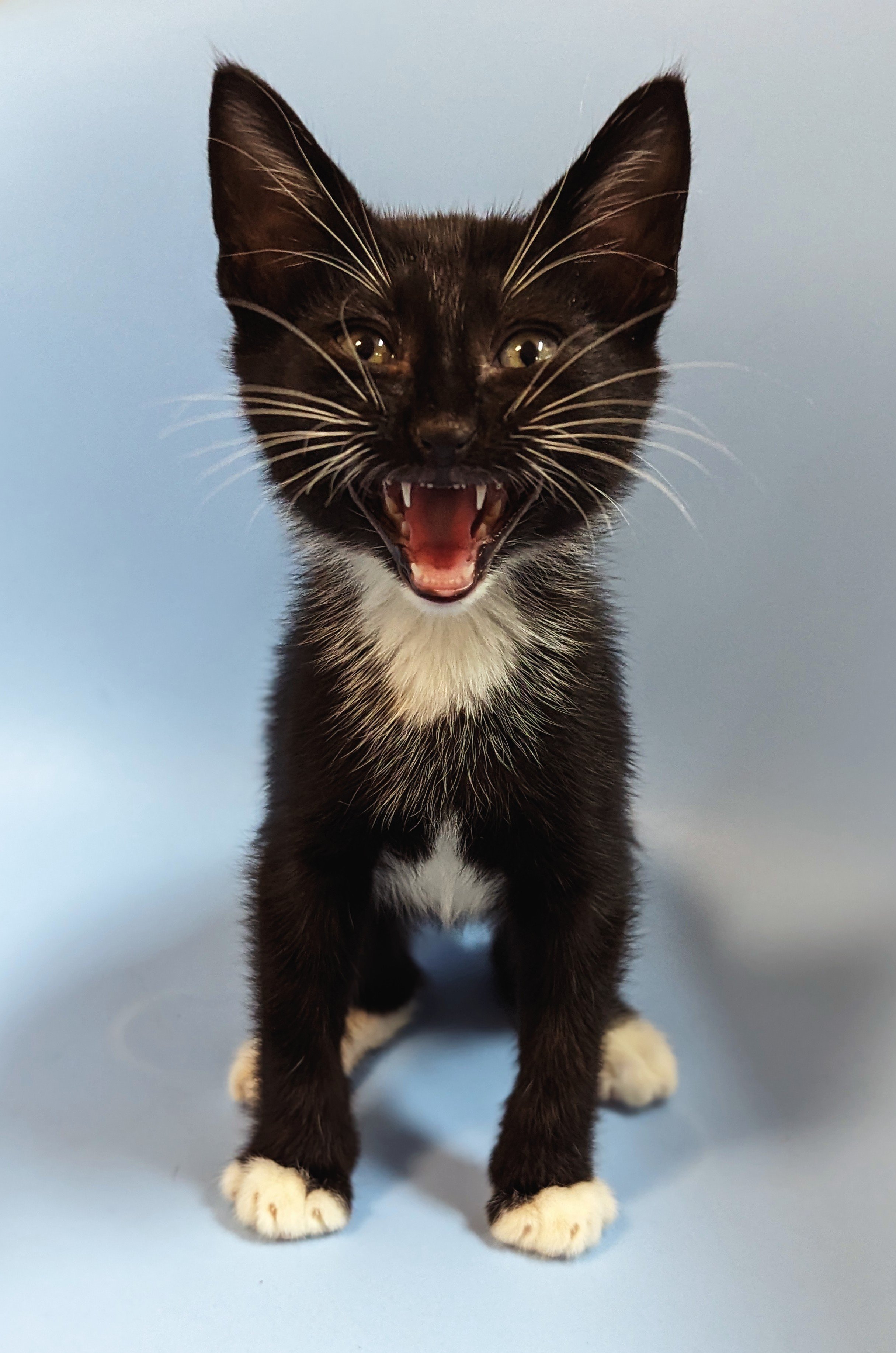 Available — TheCasualCatCafe