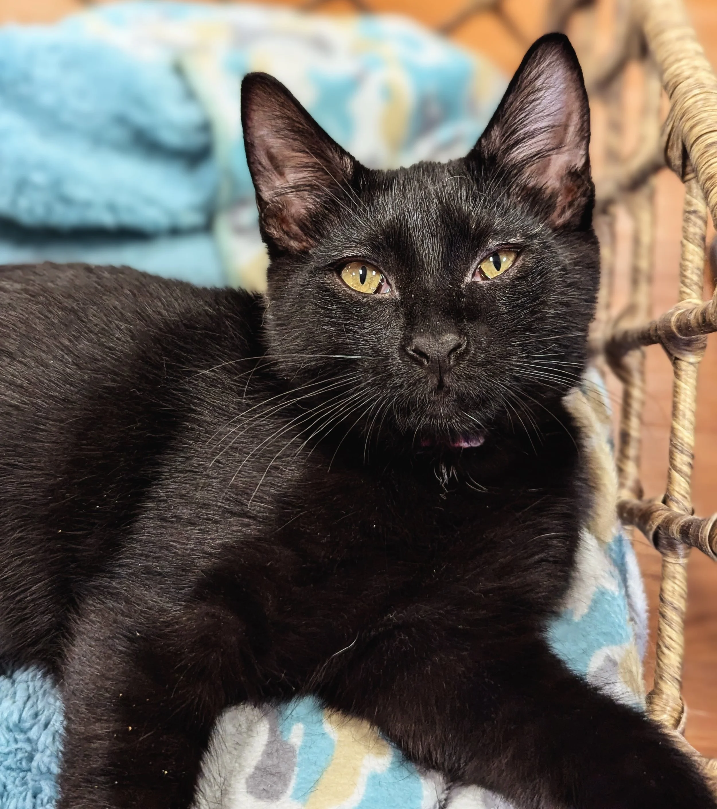 Available — TheCasualCatCafe