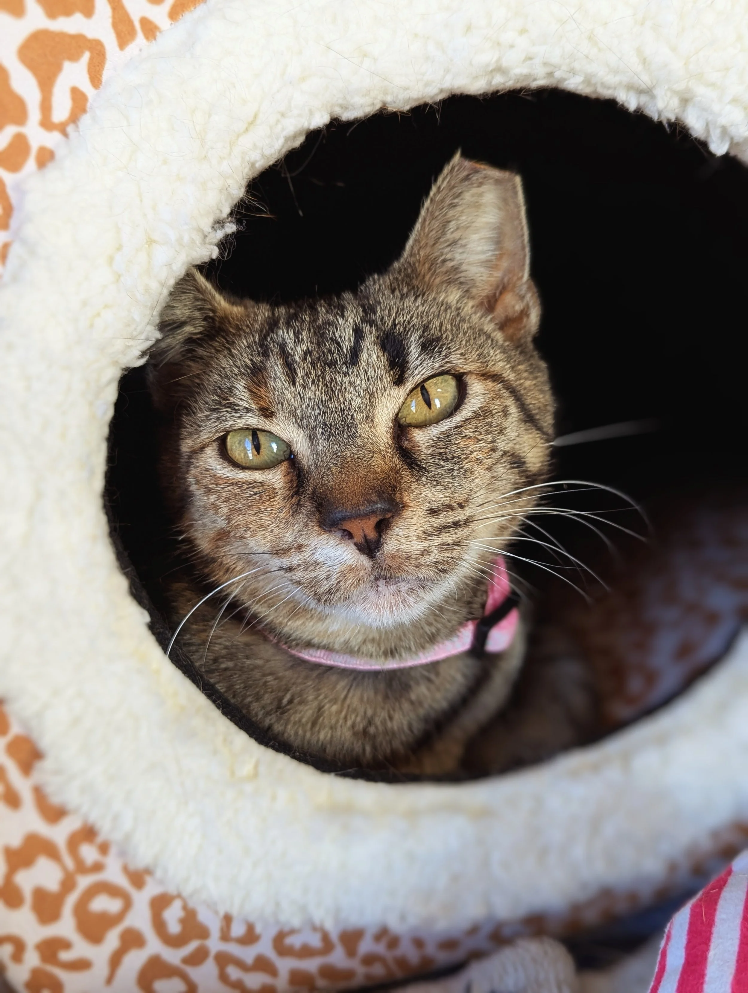 Available — TheCasualCatCafe