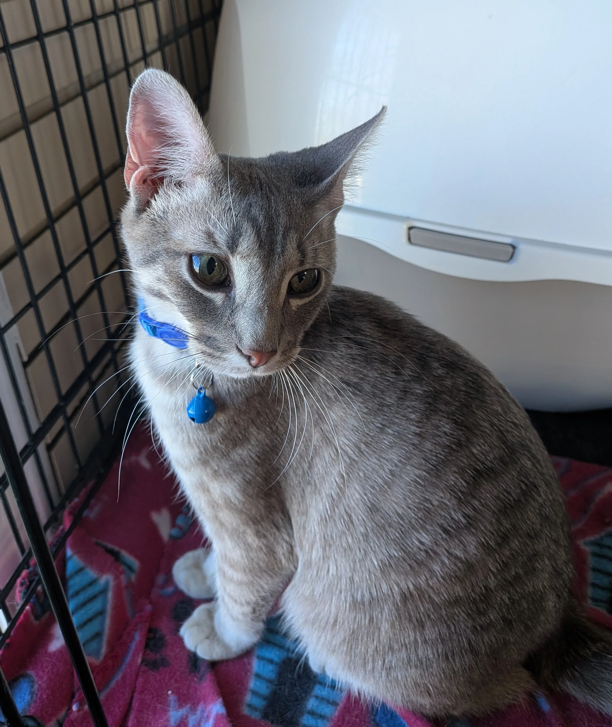 Zombie — TheCasualCatCafe