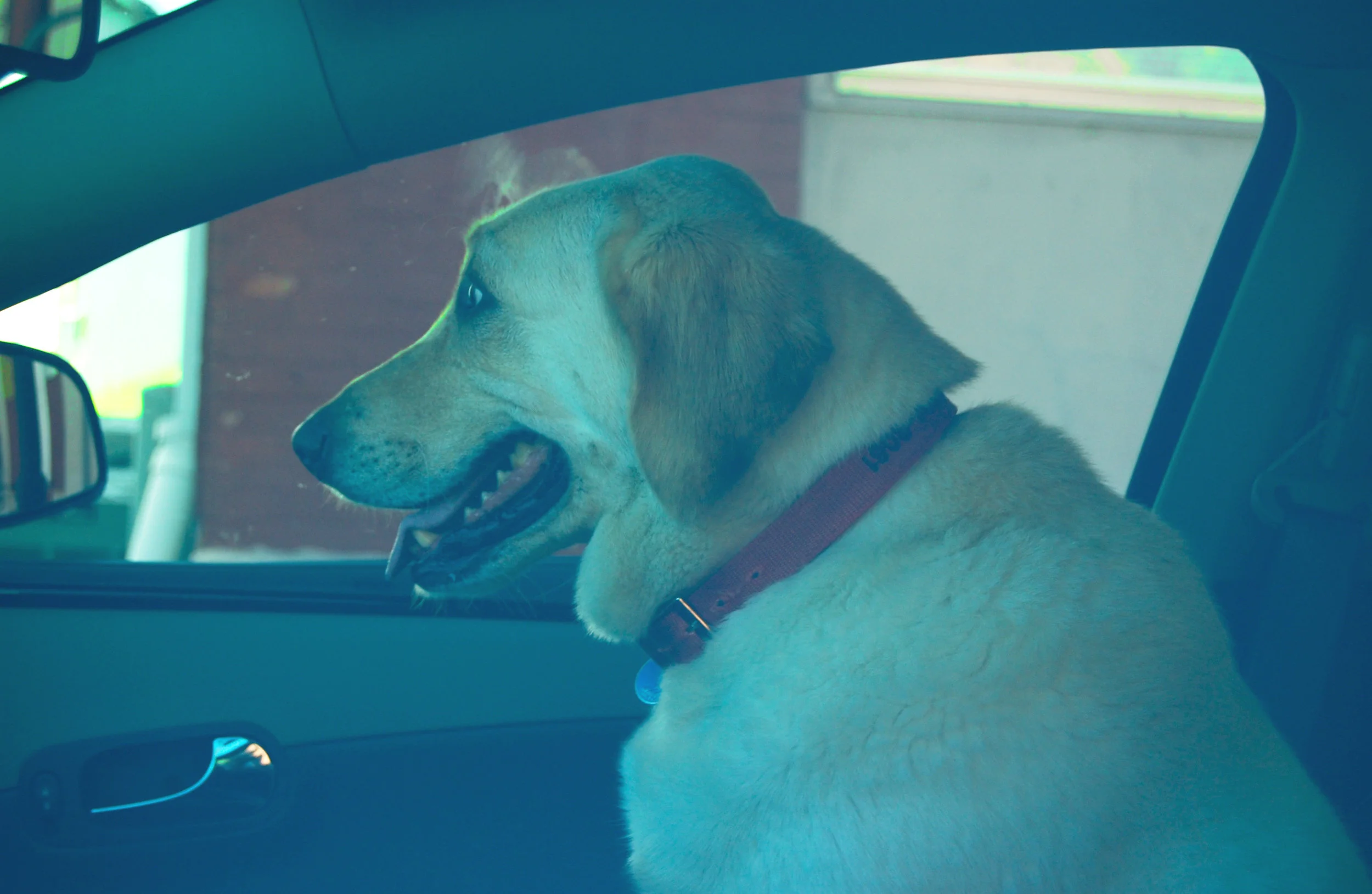Dogs In Cars Gallery Of Visual Artist Dogs In Cars Gallery Of Visual Artist