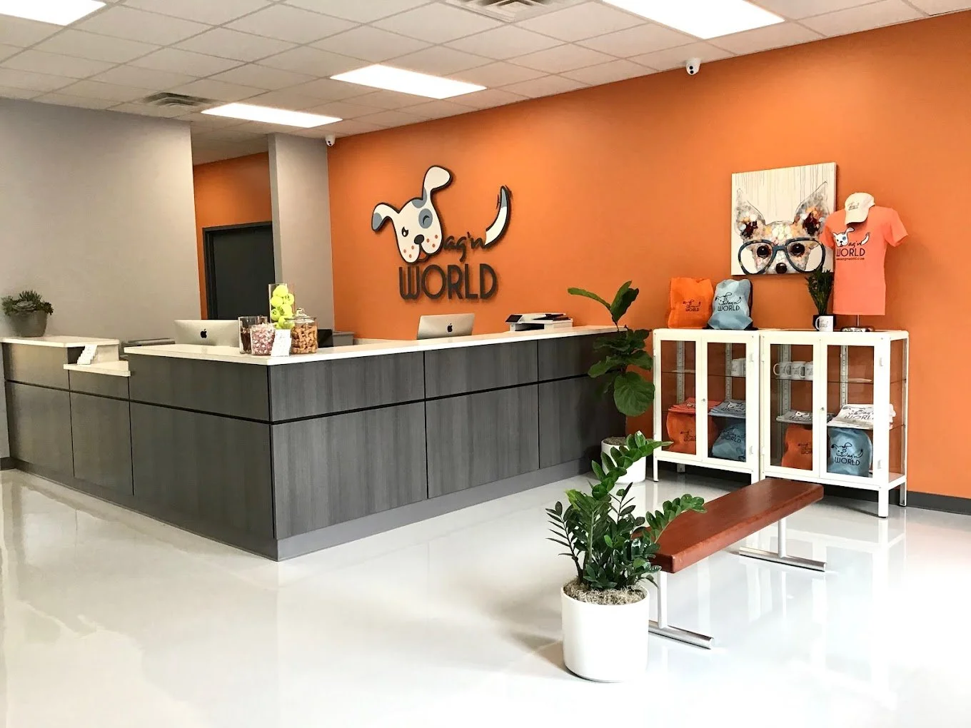 Dog Daycare Montrose Houston | Wag’n World — Wag'n World
