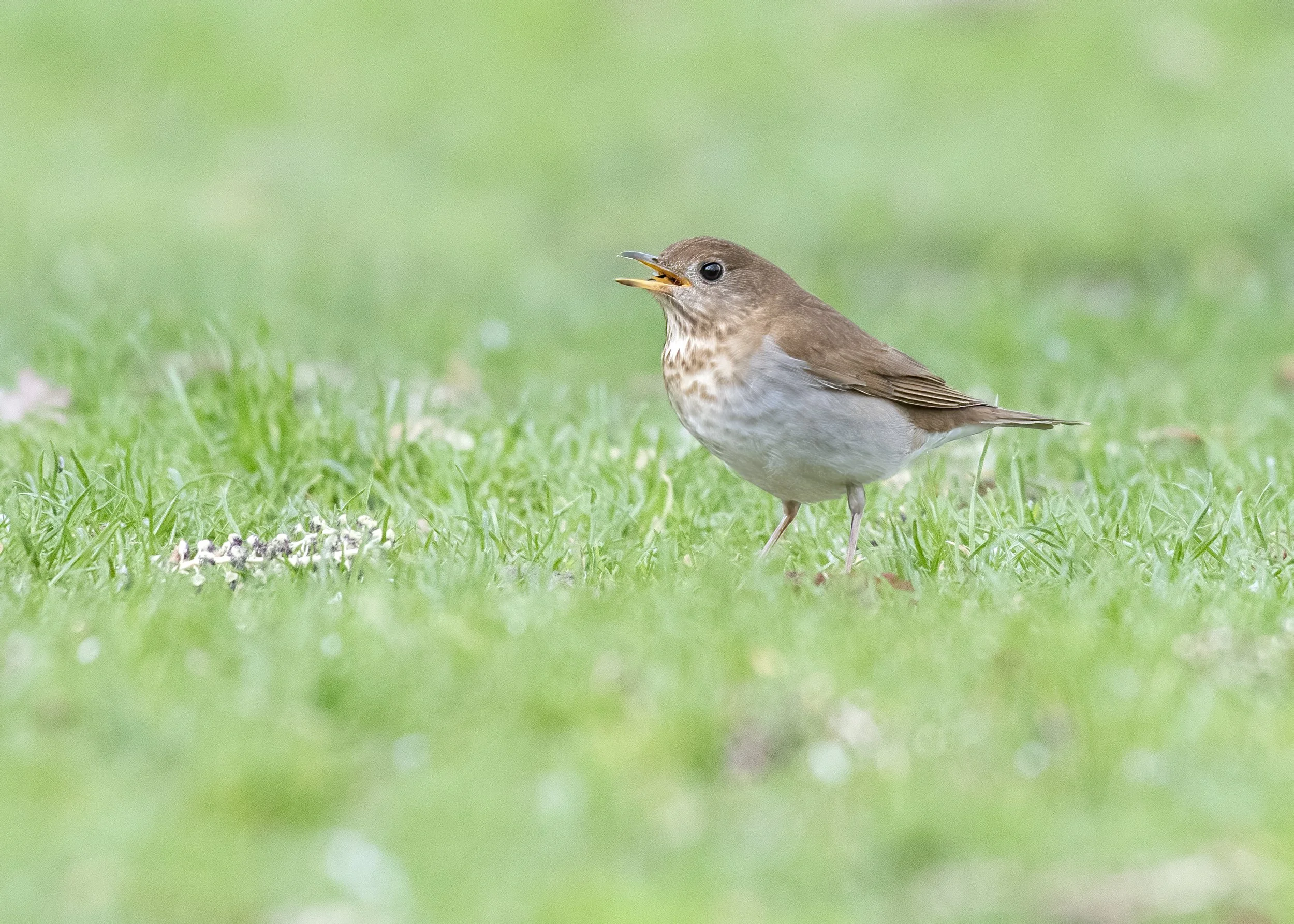 Field Trip Recap: Borbs and Forbs at Humboldt Park — Chicago ...