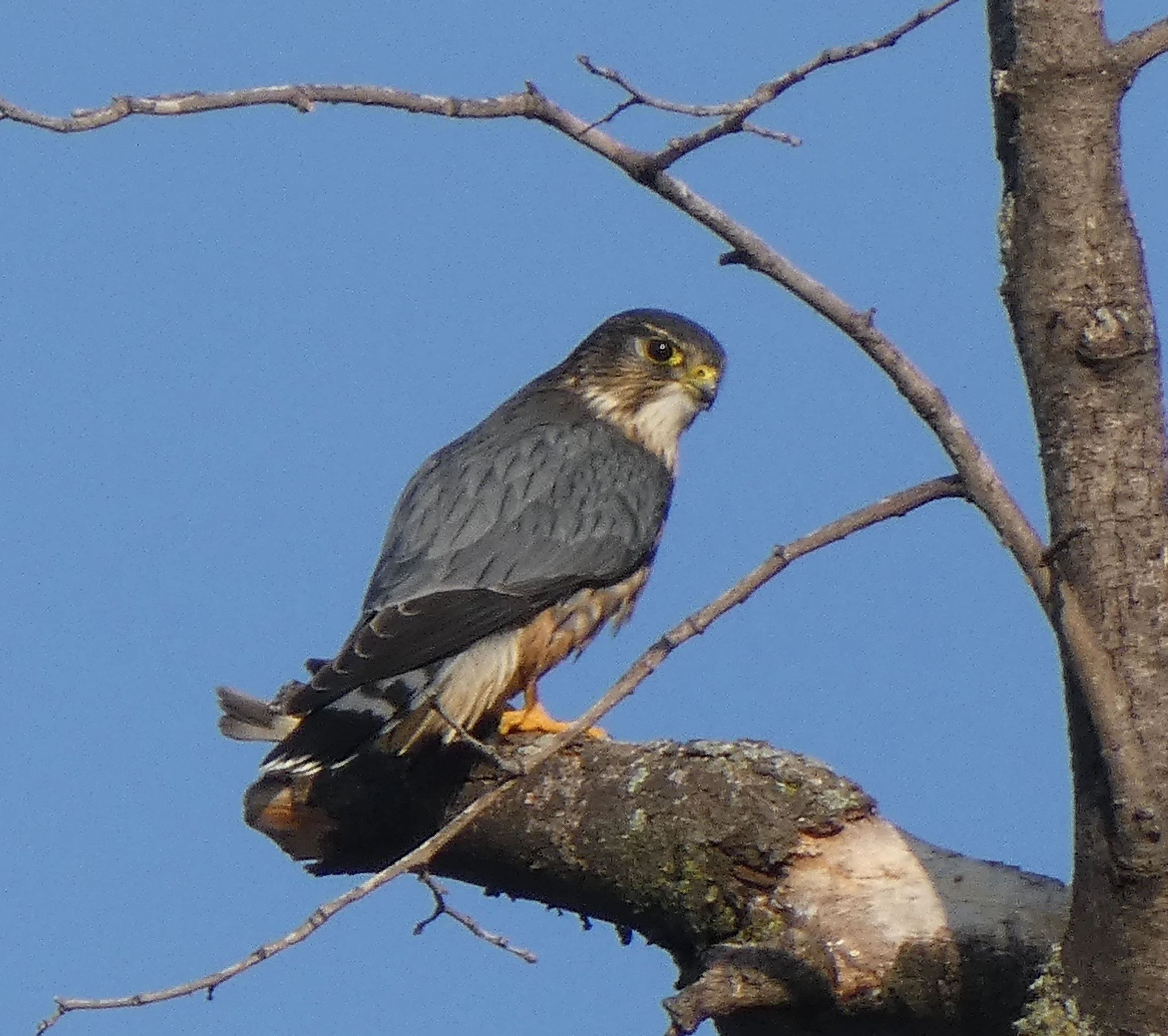 Field Trip: Riis Park — Chicago Ornithological Society