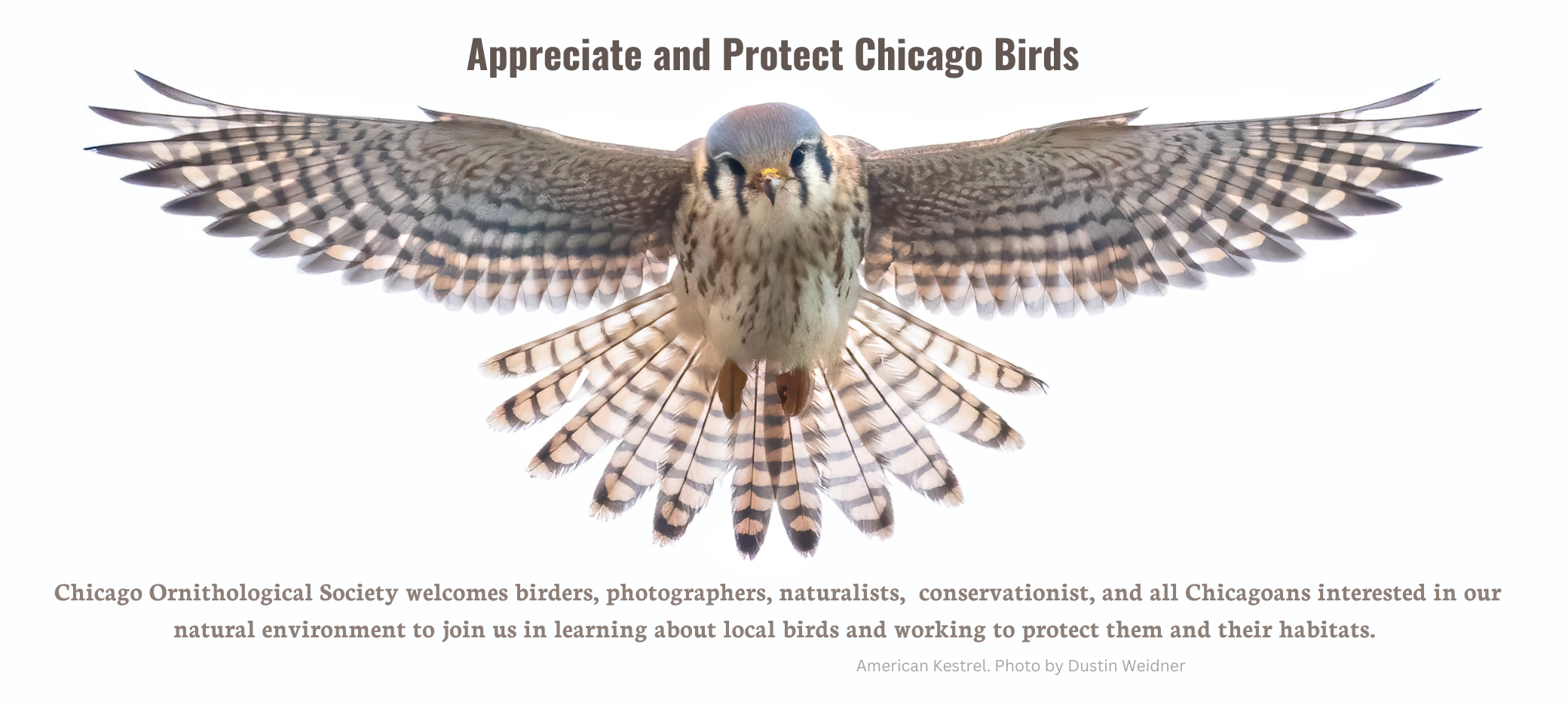 Chicago Ornithological Society
