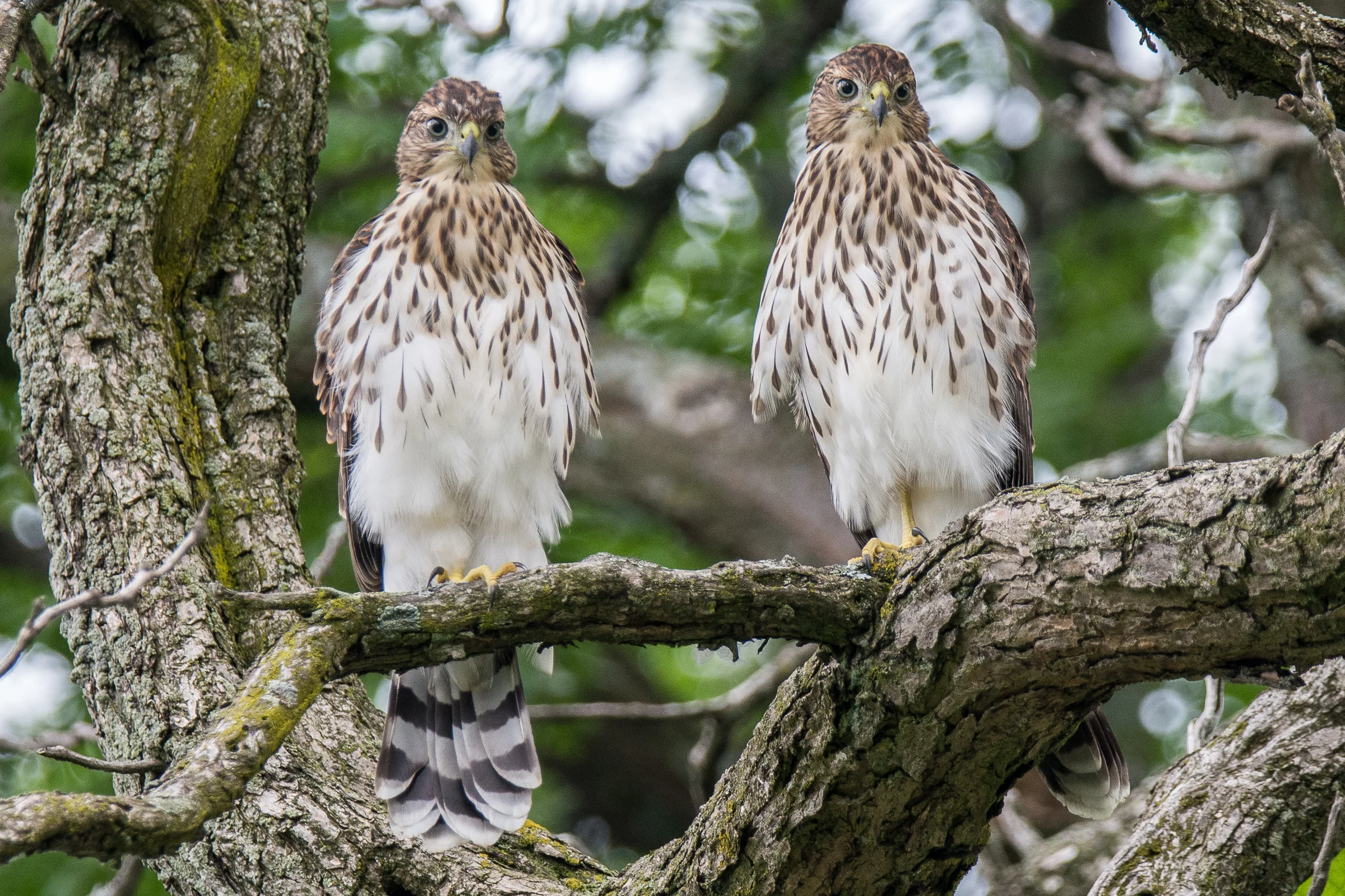 Dan's Feathursday Feature: Cooper's Hawk — Chicago Ornithological Society