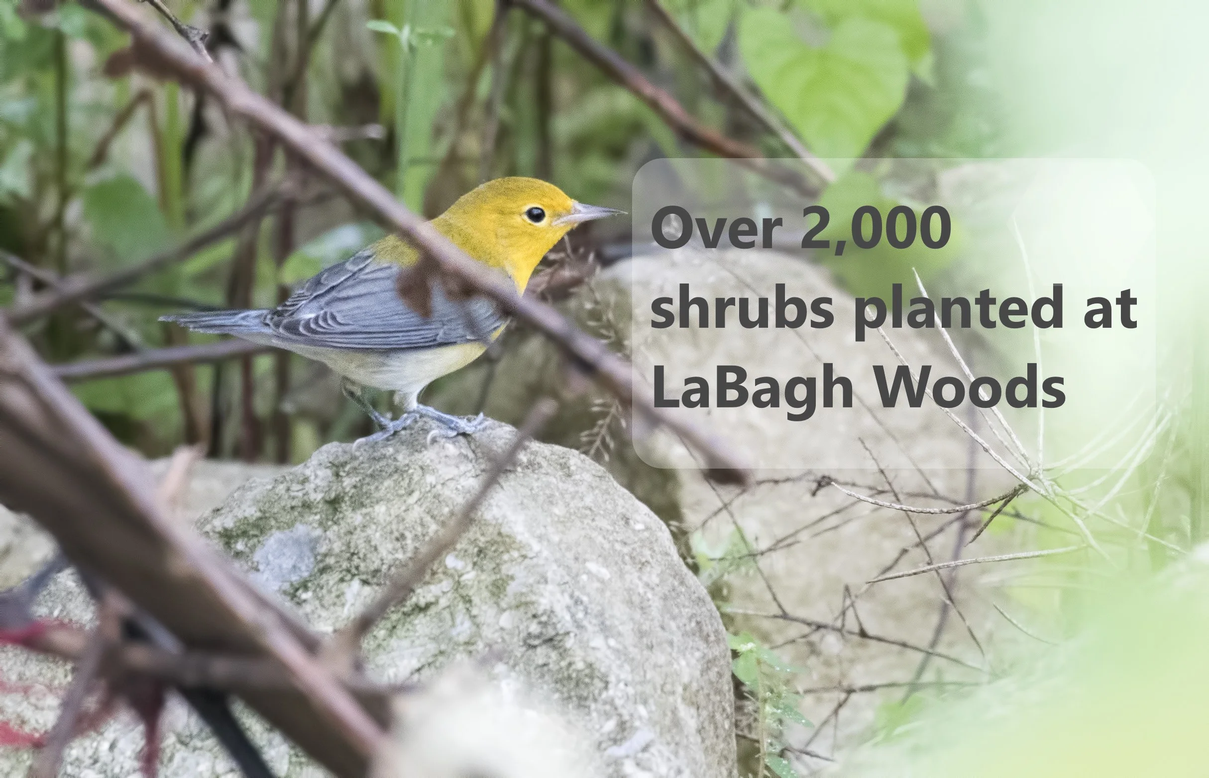 Chicago Ornithological Society