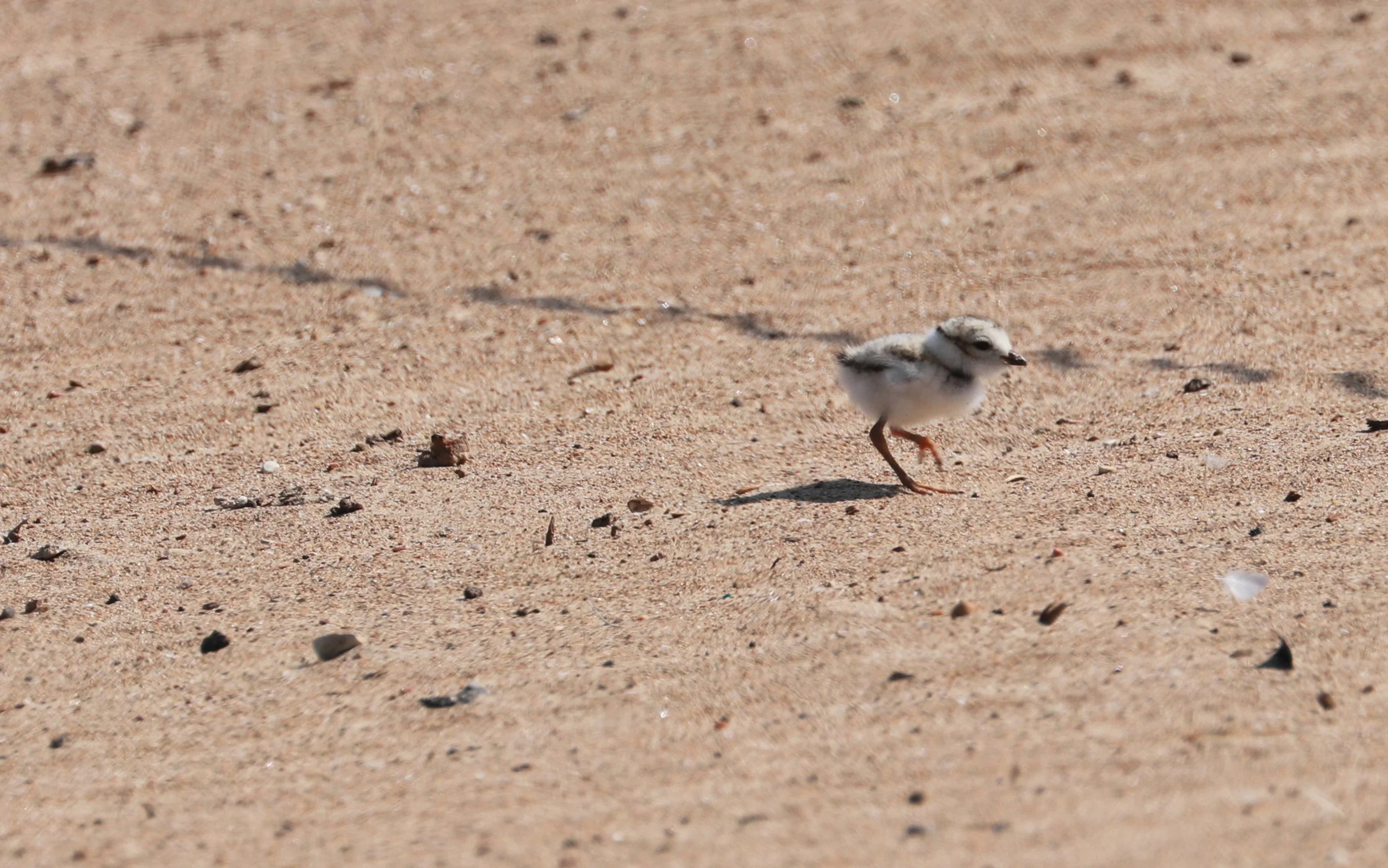 Plover Watch 2019 - Gallery — Chicago Ornithological Society