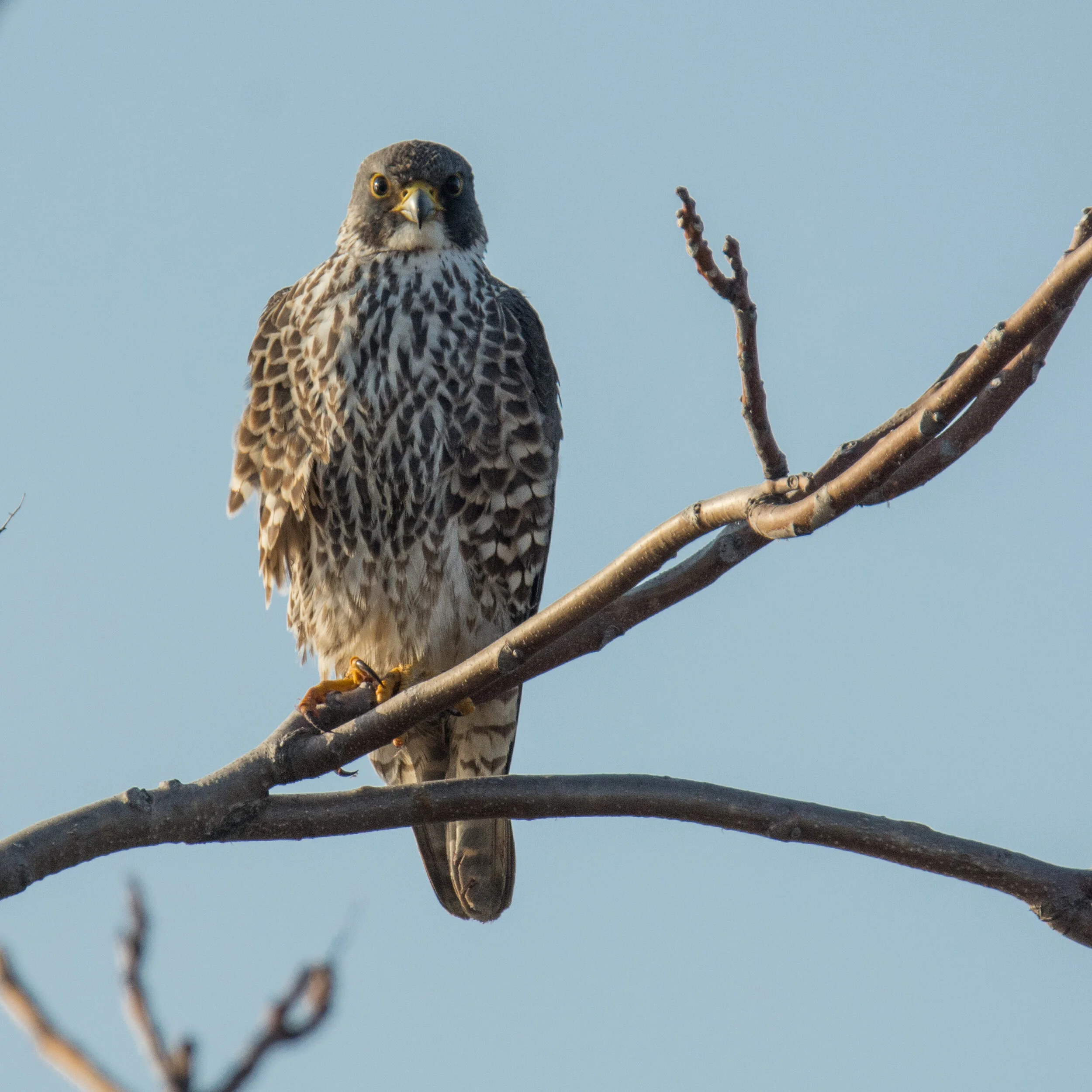 Dan's Feathursday Feature: Peregrine Falcon — Chicago Ornithological ...