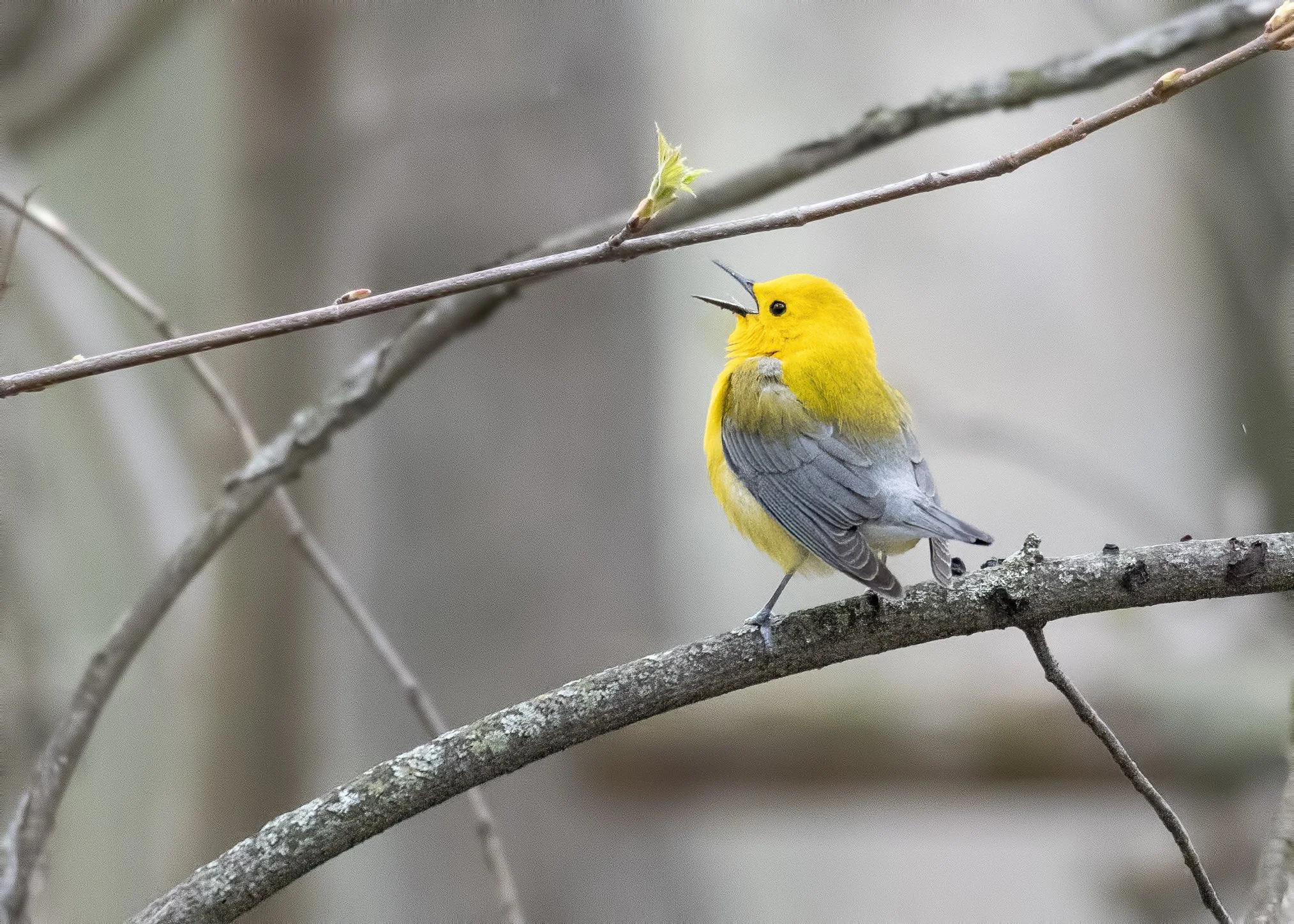 Events — Chicago Ornithological Society