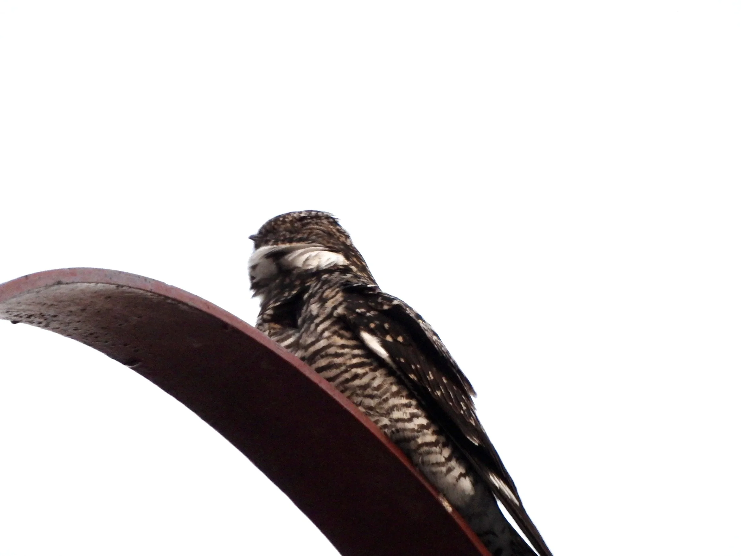 Chicago Nighthawk Project — Chicago Ornithological Society