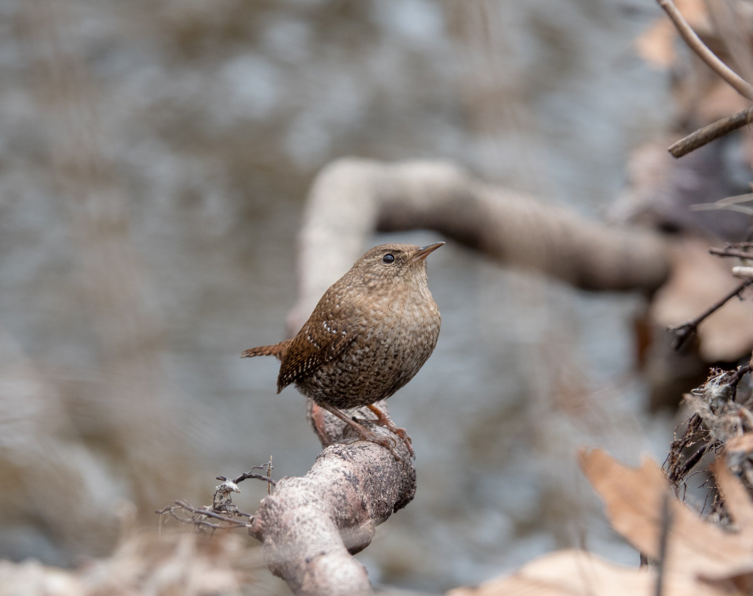 Chicago Ornithological Society